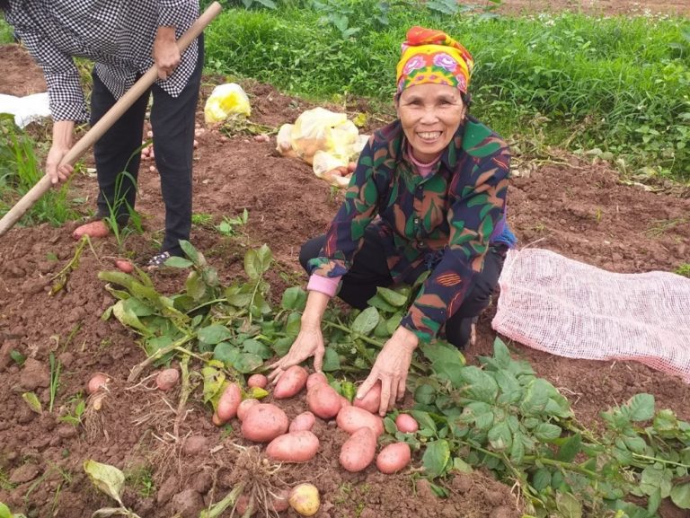 Agrico’s potato varieties showing strong performance in Vietnam – Fresh ...